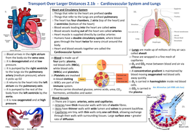 Knowledge Organiser AQA 9-1 GCSE Synergy - Cardiovascular System and ...