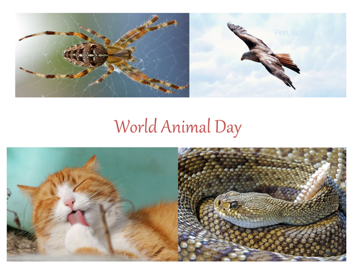 World Animal Day: PPT & 31 Fun Class Ideas | Teaching Resources