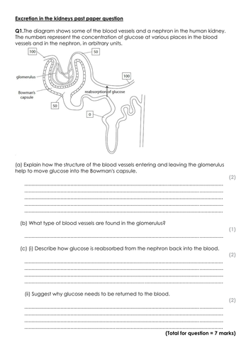 the kidney and nephron | Teaching Resources