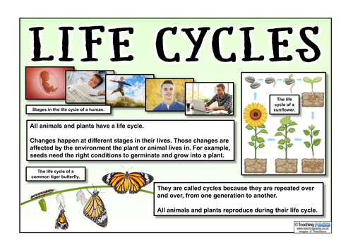 Life Cycles Topic Guide | Teaching Resources