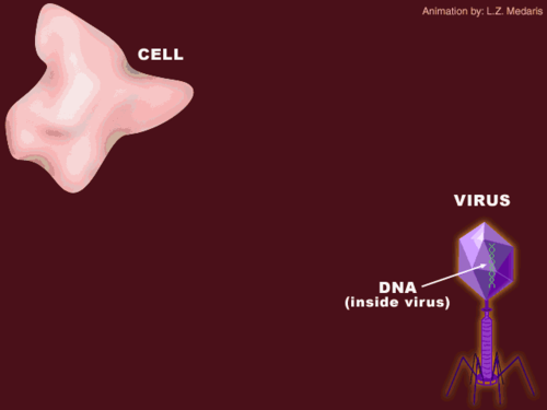 Viral infections - complete lesson (GCSE 1-9) | Teaching Resources