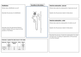 kidney dissection | Teaching Resources