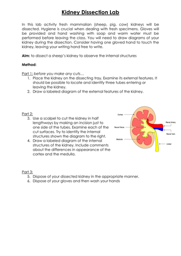 kidney dissection | Teaching Resources