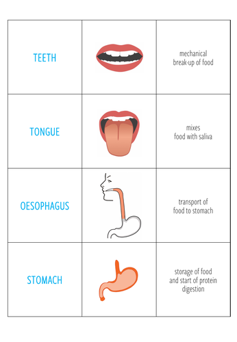 Digestive system - Card sort (KS3/4) | Teaching Resources