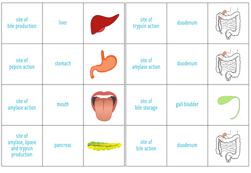 Enzymes and digestion - Card sort (KS3/4) | Teaching Resources