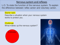 Nervous System / Reflex Action / Voluntary Action | Teaching Resources