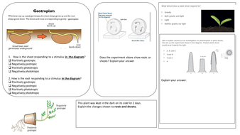 gravitropism (geotropism) and phototropism worksheet AQA Biology GCSE 1 ...