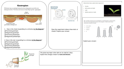 gravitropism (geotropism) and phototropism worksheet AQA Biology GCSE 1 ...