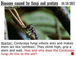 Diseases caused by fungi and protists - complete lesson (GCSE 1-9 ...