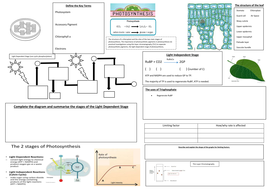 Photosynthesis OCR Summary Sheet | Teaching Resources