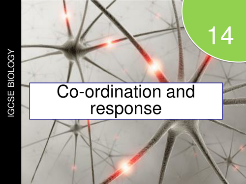 Coordination and response (IGCSE) | Teaching Resources Coordination and response (IGCSE) | Teaching Resources