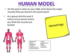 AQA GCSE PE Muscular System Lesson and Resources | Teaching Resources