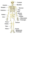 GCSE AQA PE Skeletal System Lesson | Teaching Resources