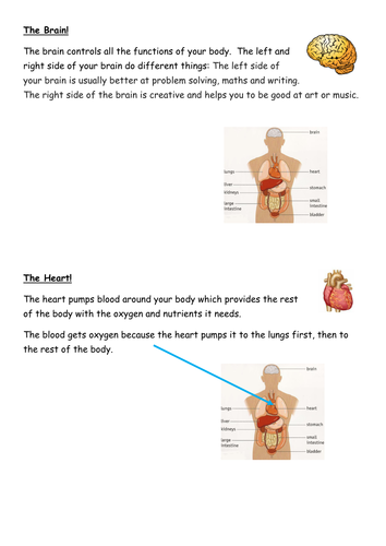 KS3 Unit 7A Biology - Human organs and their functions (Lesson 7Ab ...