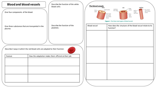 Heart, blood and blood vessels revision GCSE AQA 1-9 NEW SPEC B2 ...