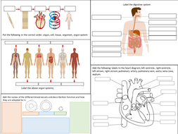 AQA B2 Organisation Revision poster (Trilogy) | Teaching Resources