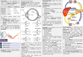 AQA GCSE Biology (Triple) - Homeostasis and Response Knowledge ...