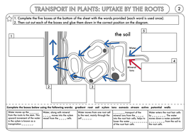 GCSE Biology Worksheet Pack on Transport in Plants: Transpiration by ...