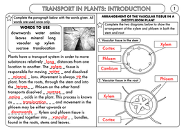 GCSE Biology Worksheet Pack on Transport in Plants: Transpiration ...
