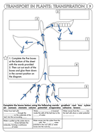 GCSE Biology Worksheet Pack on Transport in Plants: Transpiration ...