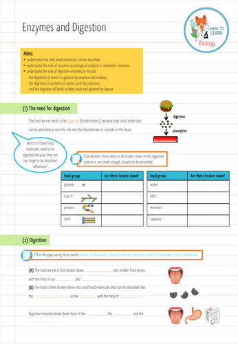 Enzymes and digestion - Worksheet (KS3/4) | Teaching Resources