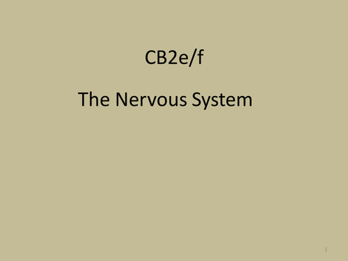 CB2e and CB2f - The Nervous System | Teaching Resources