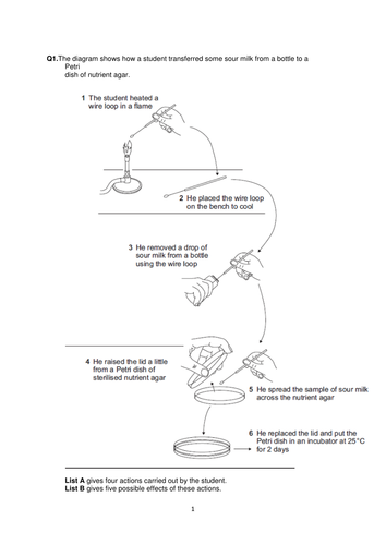 B5.3 Growing bacteria in a lab | Teaching Resources