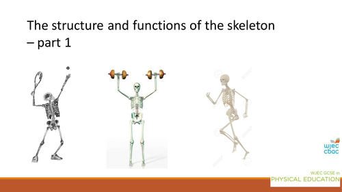 WJEC EDUQAS Muscular Skeletal System Unit of Work | Teaching Resources