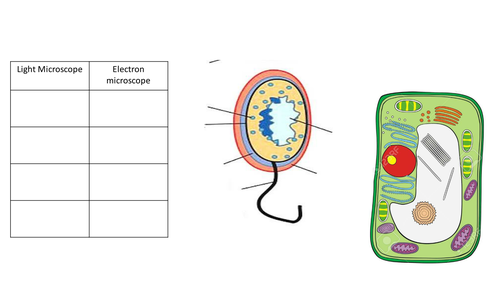 AQA Biology revision cell structure | Teaching Resources