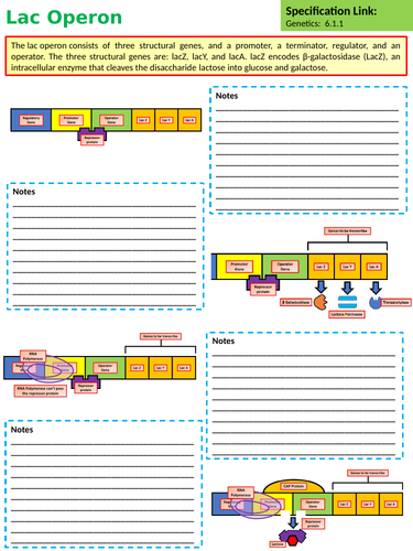 A Level Biology Lac Operon Lesson & Activities | Teaching Resources