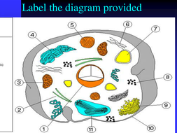 New BTEC Level 3 Applied scienceUnit 1 B1 Cell structure and function ...