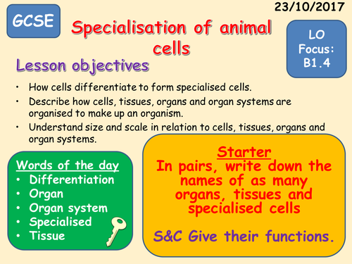 AQA Trilogy B1.4 Specialisation in Animal Cells | Teaching Resources