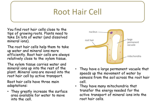 AQA Trilogy B1.5 Specialisation of Plant Cells | Teaching Resources