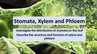 AQA GCSE B2 Stomata, Xylem and Phloem | Teaching Resources