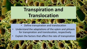 AQA GCSE Biology B2 - Transpiration and Translocation | Teaching Resources
