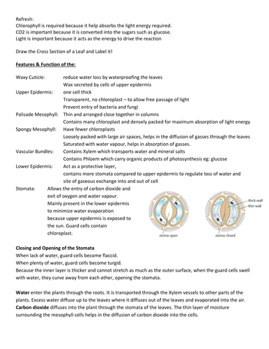 IGCSE BIOLOGY - 6.0 Plant Nutrition | Teaching Resources