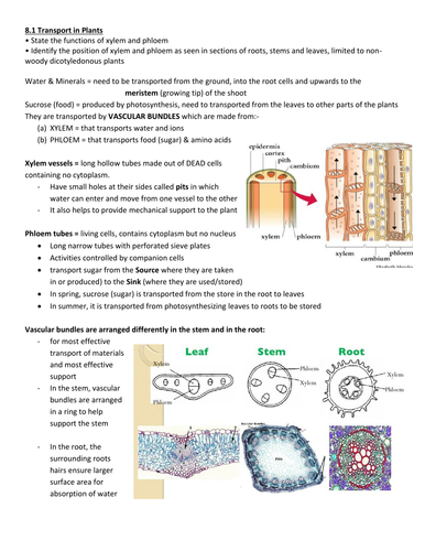 IGCSE BIOLOGY 8.0/9.0 Transport in Plants and Animals / 10.0 Disease ...