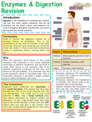 Ks4 Gcse Biology Science Enzymes And Digestion Revision Lesson Teaching Resources