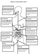 KS4 GCSE Biology (Science) Enzymes & Digestion Revision Lesson ...