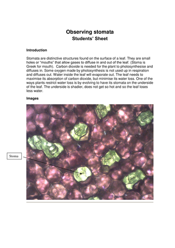 New practical to look at stomata. You will never use nail varnish again ...