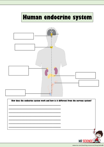 AQA GCSE Biology- Human endocrine system | Teaching Resources