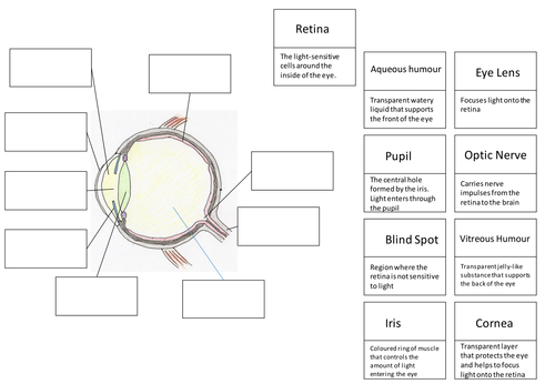 New AQA (2016) Biology B10 - The Human Nervous System, Lesson 7 - The ...