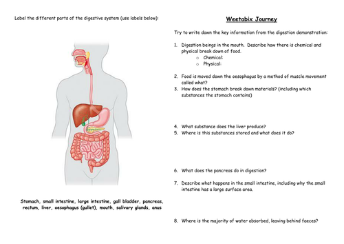 Digestive System- Organisation (New GCSE AQA Spec) | Teaching Resources Digestive System- Organisation (New GCSE AQA Spec) | Teaching Resources