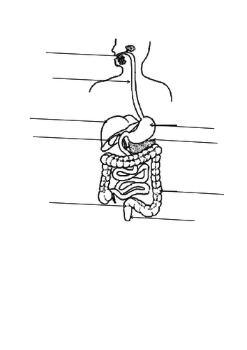 Digestive System- Organisation (New GCSE AQA Spec) | Teaching Resources Digestive System- Organisation (New GCSE AQA Spec) | Teaching Resources