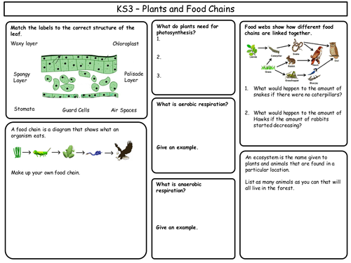 KS3 Biology Revision Sheets | Teaching Resources