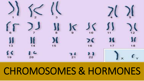 Gender Chromosomes and Hormones - AQA Psychology A'Level 7182/3 ...