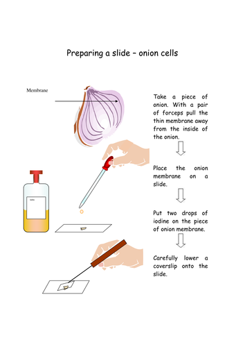 Using a Microscope and Preparing Cell Slides | Teaching Resources