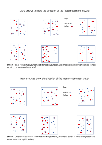 Osmosis lesson AQA GCSE Biology Cell biology | Teaching Resources