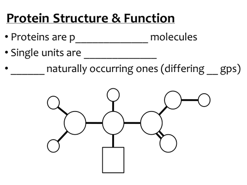 Protein Structure - A Level - Primary to Quaternary - Teacher ...