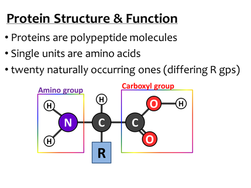 Protein Structure - A Level - Primary to Quaternary - Teacher ...